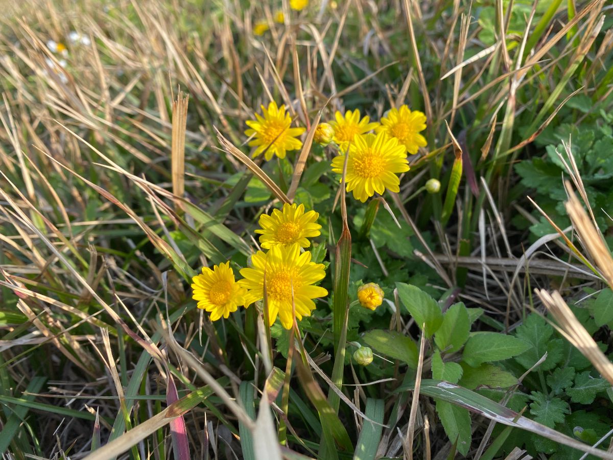 東莒島上的土地祝福 麥蔥與油菊｜料理．台灣 Ryori.Taiwan