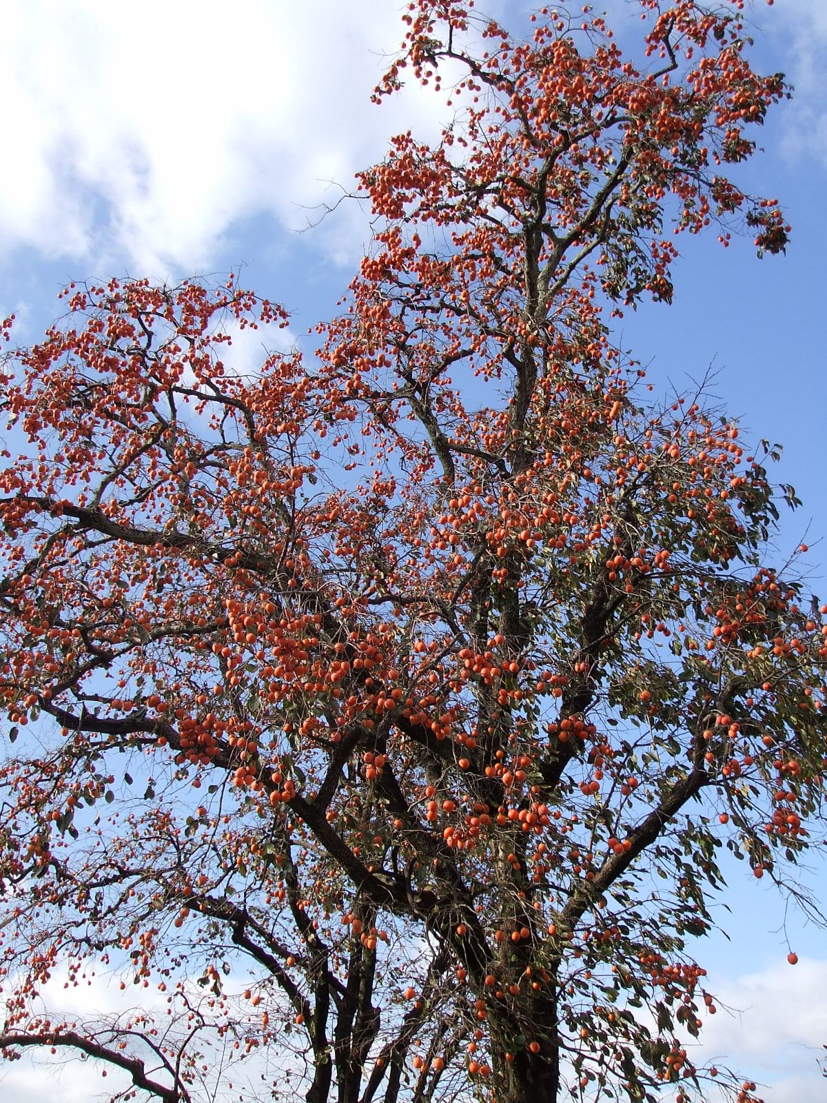 從柿子到柿葉 日本秋柿的旬智慧｜料理．台灣 Ryori.Taiwan